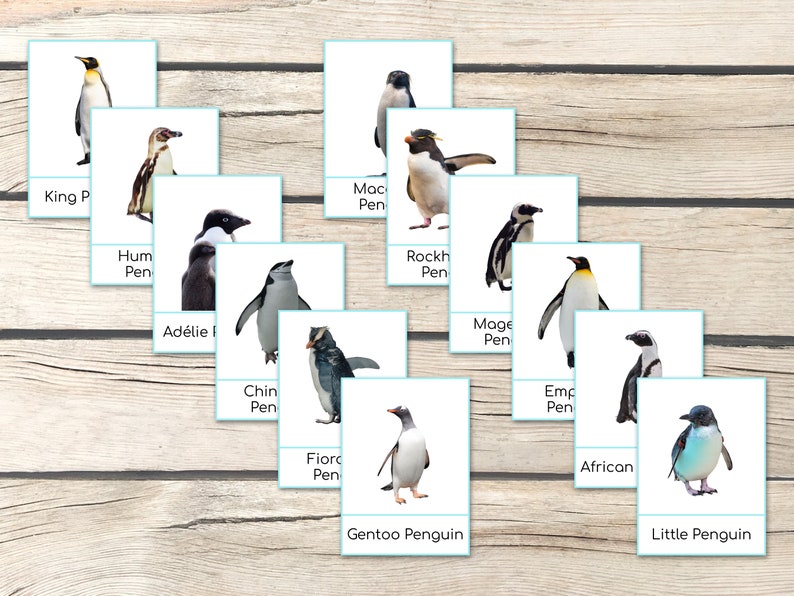 Penguin Types • 12 Penguin Types Montessori Cards, 3-part Cards ...