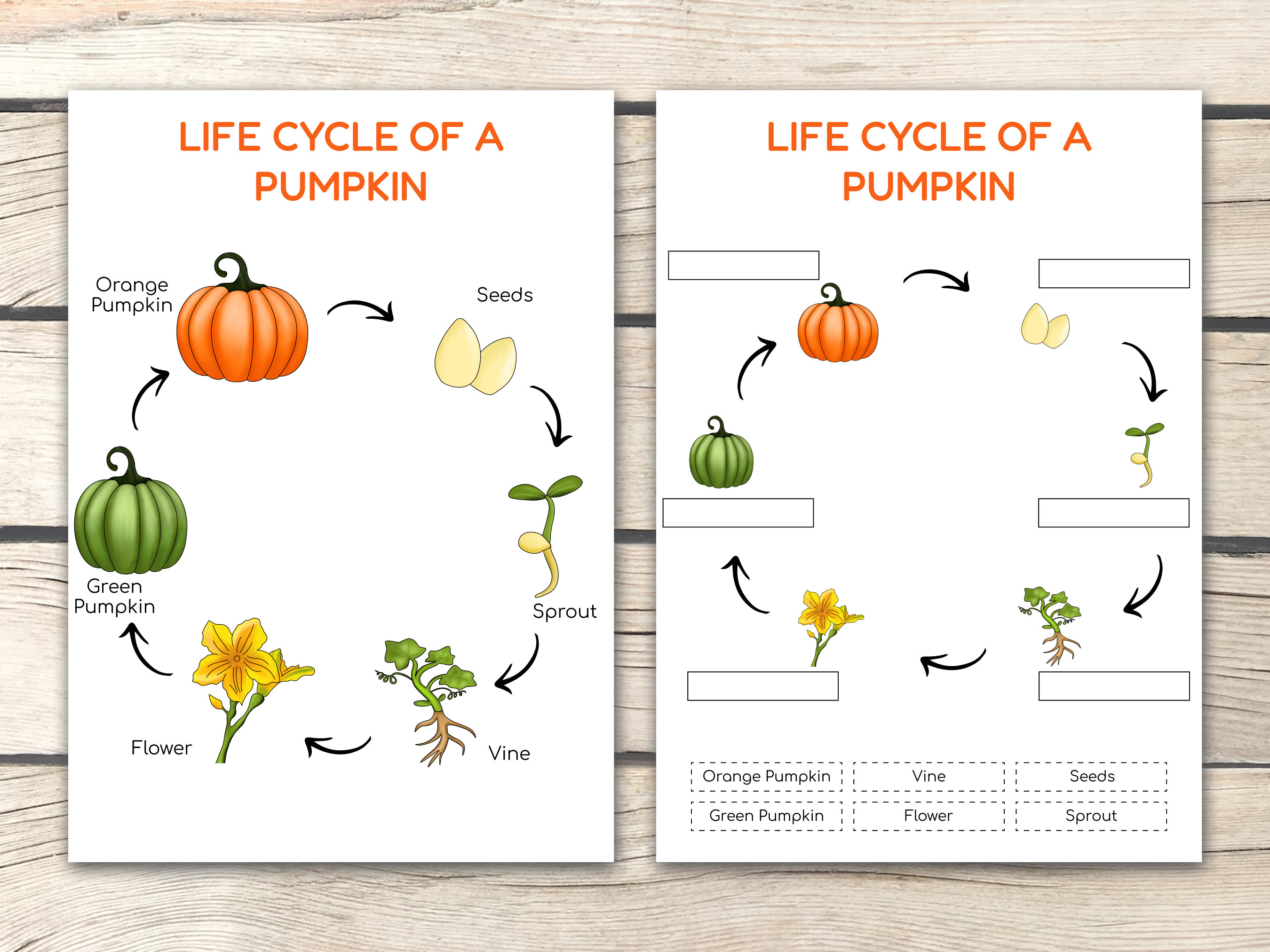 Pumpkin Life Cycle Activity Bundle: Educational Printable Set (PDF ...