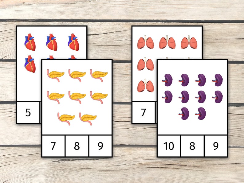 Human Organs Counting Cards: Montessori Preschool Activity (PDF ...