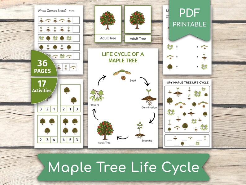 Maple Tree Life Cycle Activity Bundle: Educational Printable Set (PDF ...