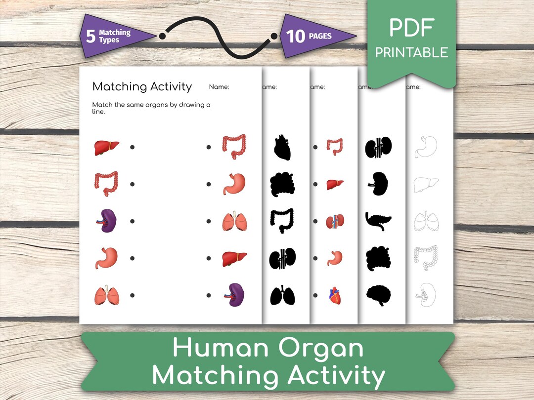 Human Organs Matching Activity 5 Different Types Worksheet • 10 Pages ...