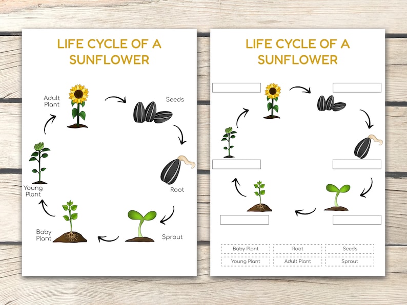 Sunflower Life Cycle Activity Bundle: Educational Printable Set (PDF ...