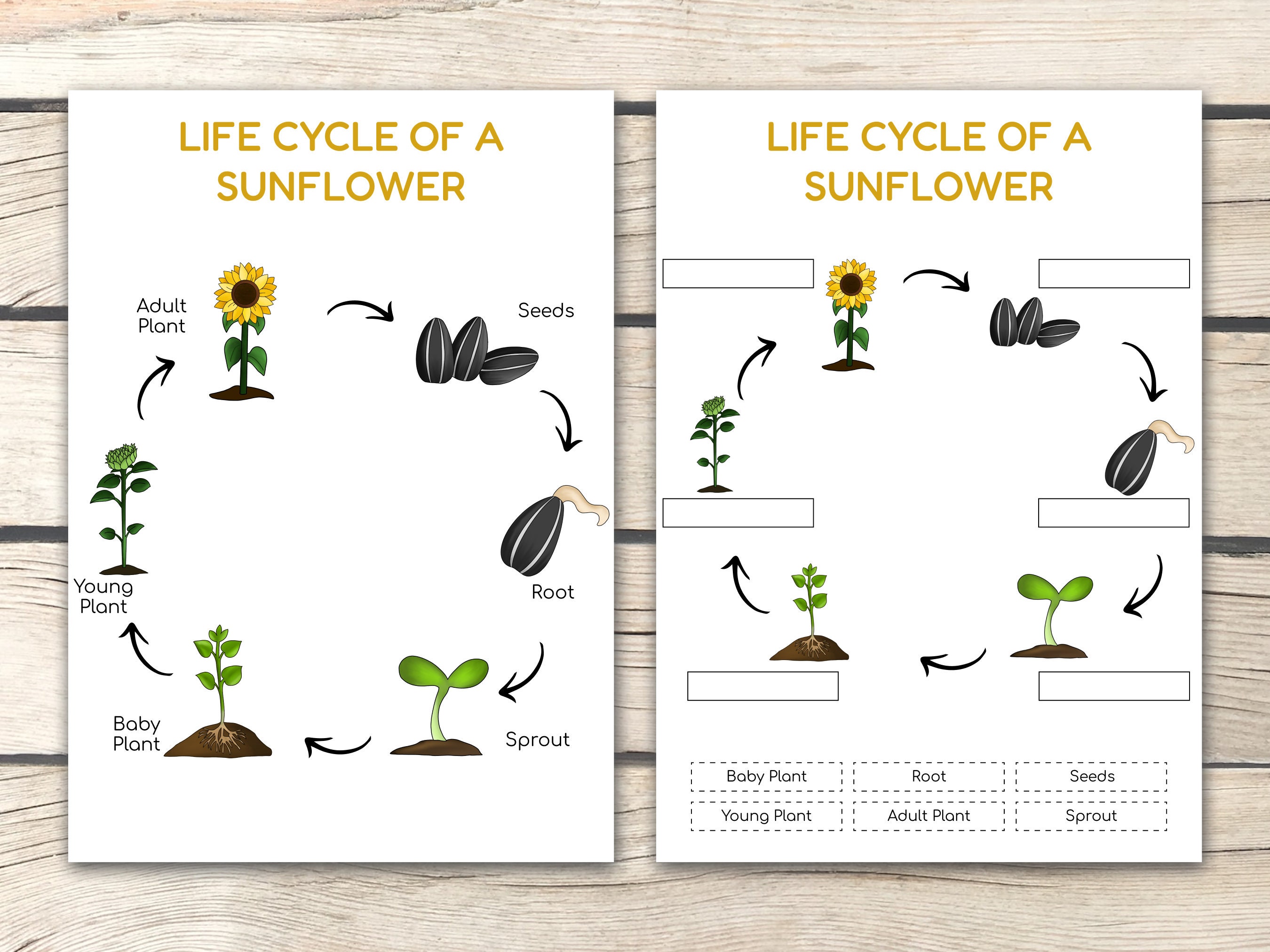 Sunflower Life Cycle Activity Bundle, Sunflower Activities, Learn ...
