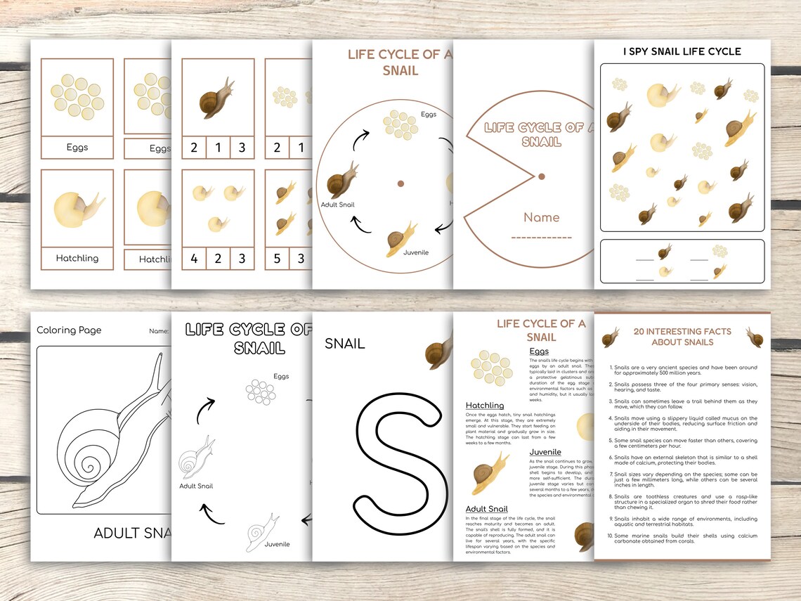 Snail Life Cycle Activity Bundle, Snail Activities, Learn Snail, Snail ...