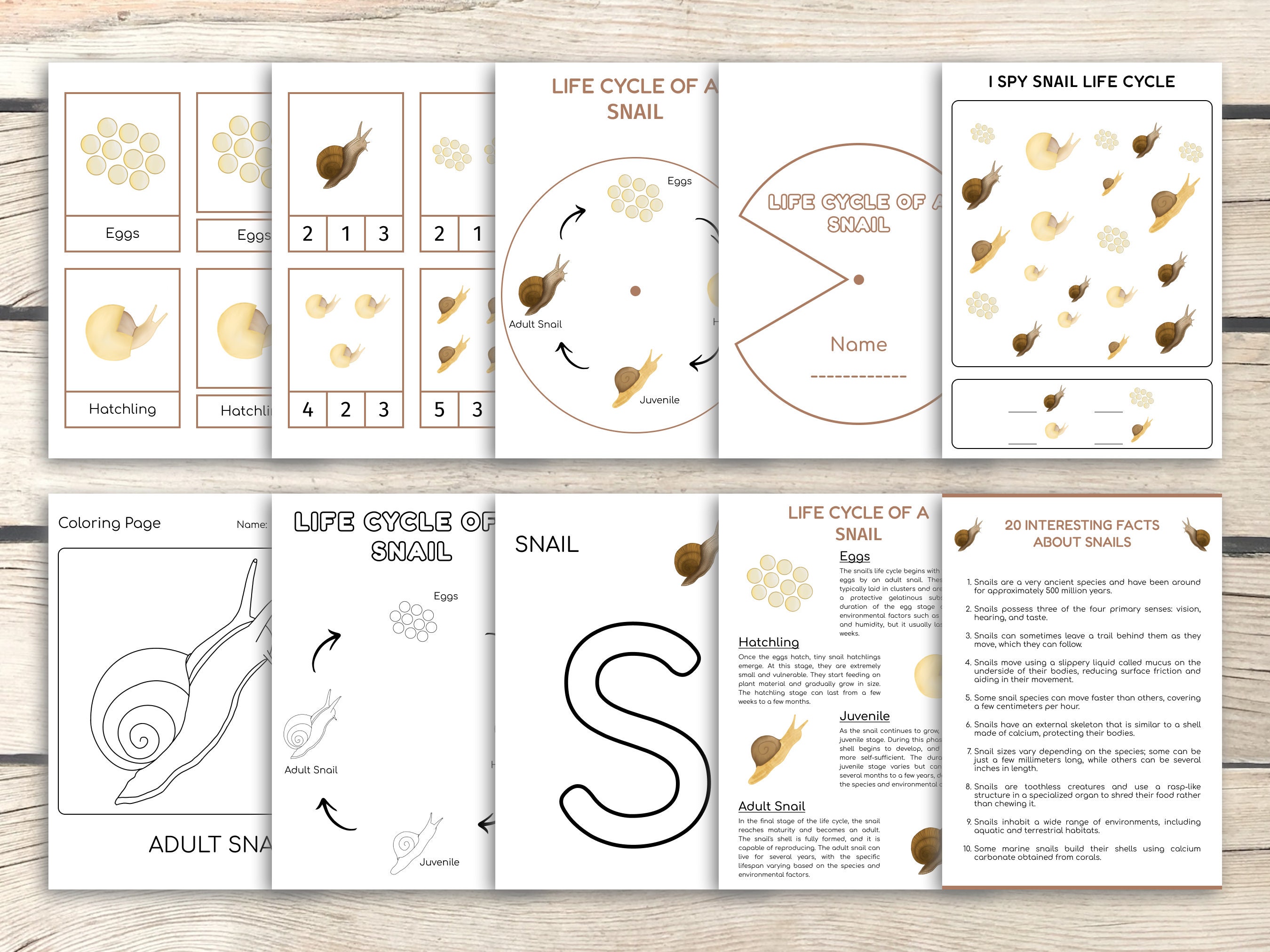 Snail Life Cycle Activity Bundle, Snail Activities, Learn Snail, Snail ...