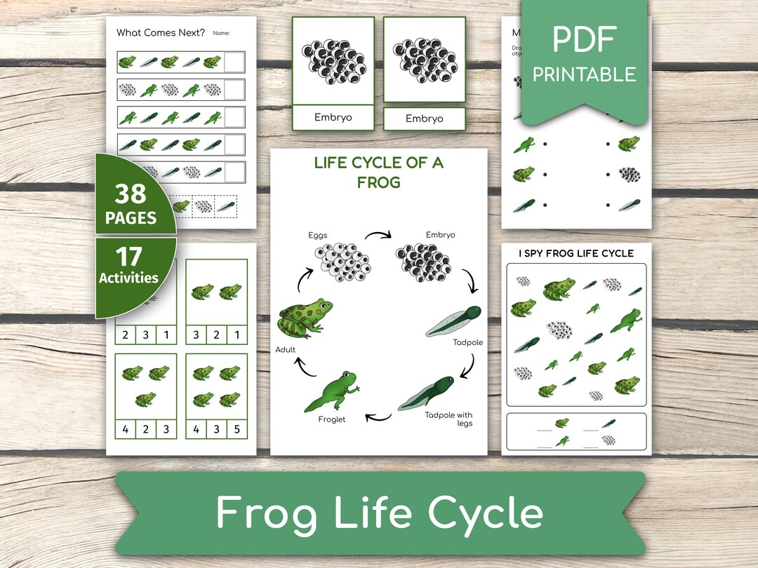 Frog Life Cycle Activity Bundle, Frog Activities, Learn Frogs, Frog ...