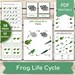 Frog Life Cycle Activity Bundle, Frog Activities, Learn Frogs, Frog ...