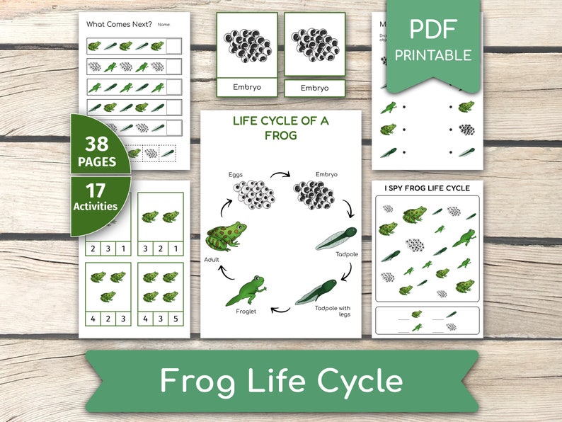 Frog Life Cycle Activity Bundle, Frog Activities, Learn Frogs, Frog ...