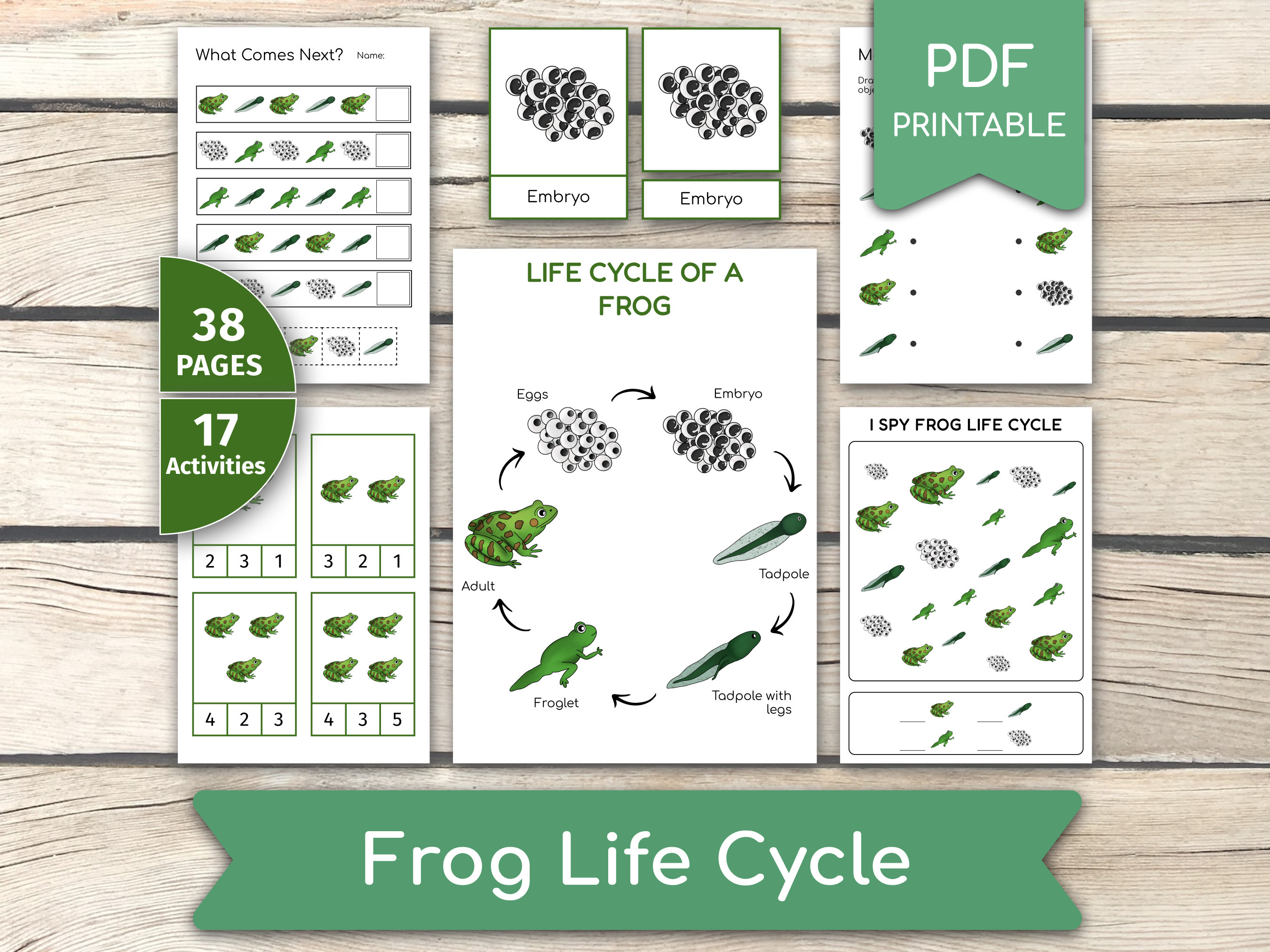 Frog Life Cycle Activity Bundle, Frog Activities, Learn Frogs, Frog ...