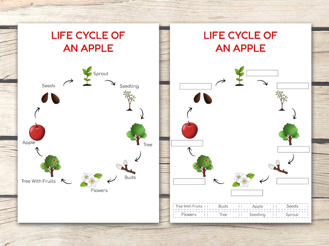 Apple Life Cycle Activity Bundle, Apple Activities, Parts of an Apple ...