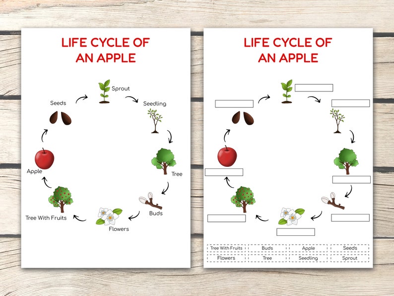 Apple Life Cycle Activity Bundle, Apple Activities, Parts of an Apple ...