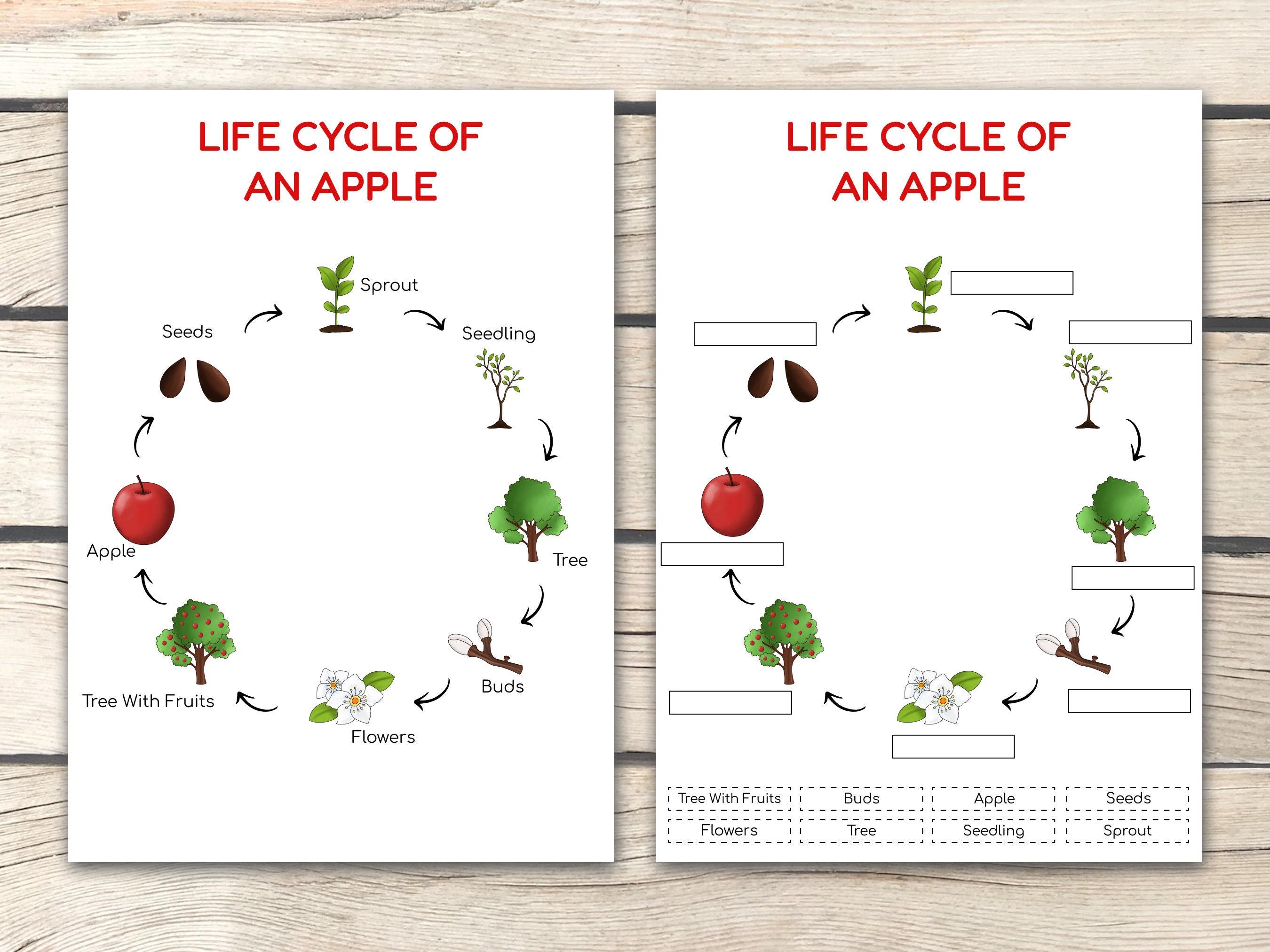 Apple Life Cycle Activity Bundle, Apple Activities, Parts of an Apple ...