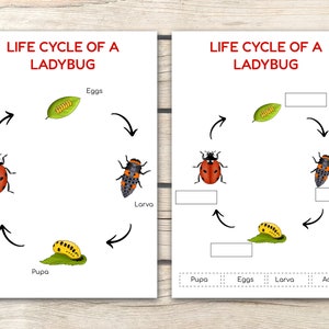 Ladybug Life Cycle Activity Bundle, Ladybug Activities, Learn Ladybug ...