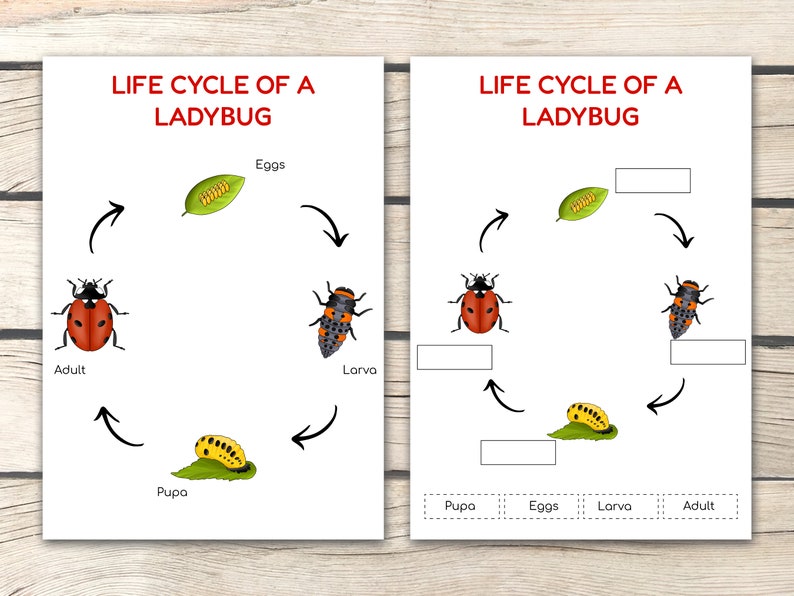 Ladybug Life Cycle Activity Bundle, Ladybug Activities, Learn Ladybug ...
