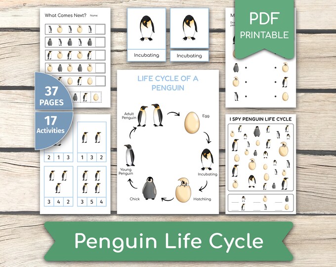Foldable Penguin Life Cycle Learning Activity for Kids | A4 and 11x8.5 ...