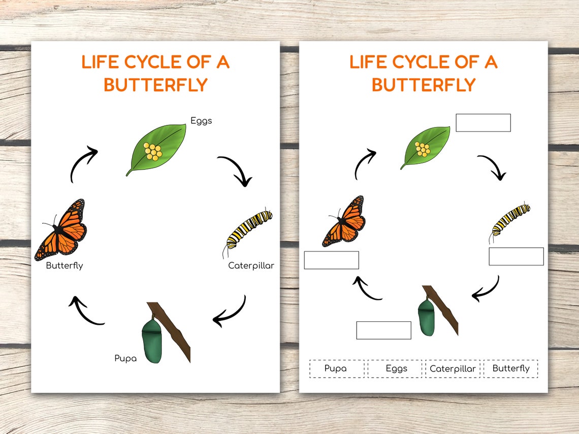 Butterfly Life Cycle Activity Bundle, Butterfly Activities, Learn ...