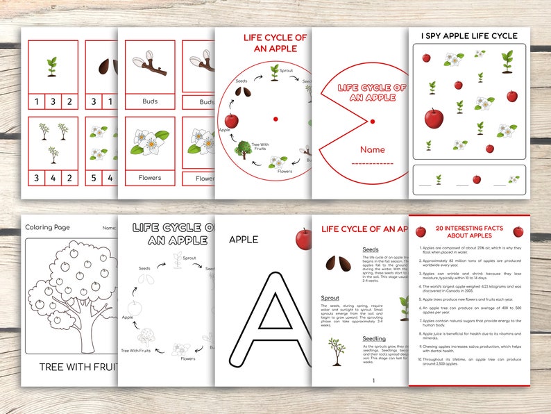 Apple Life Cycle Activity Bundle, Apple Activities, Parts of an Apple ...