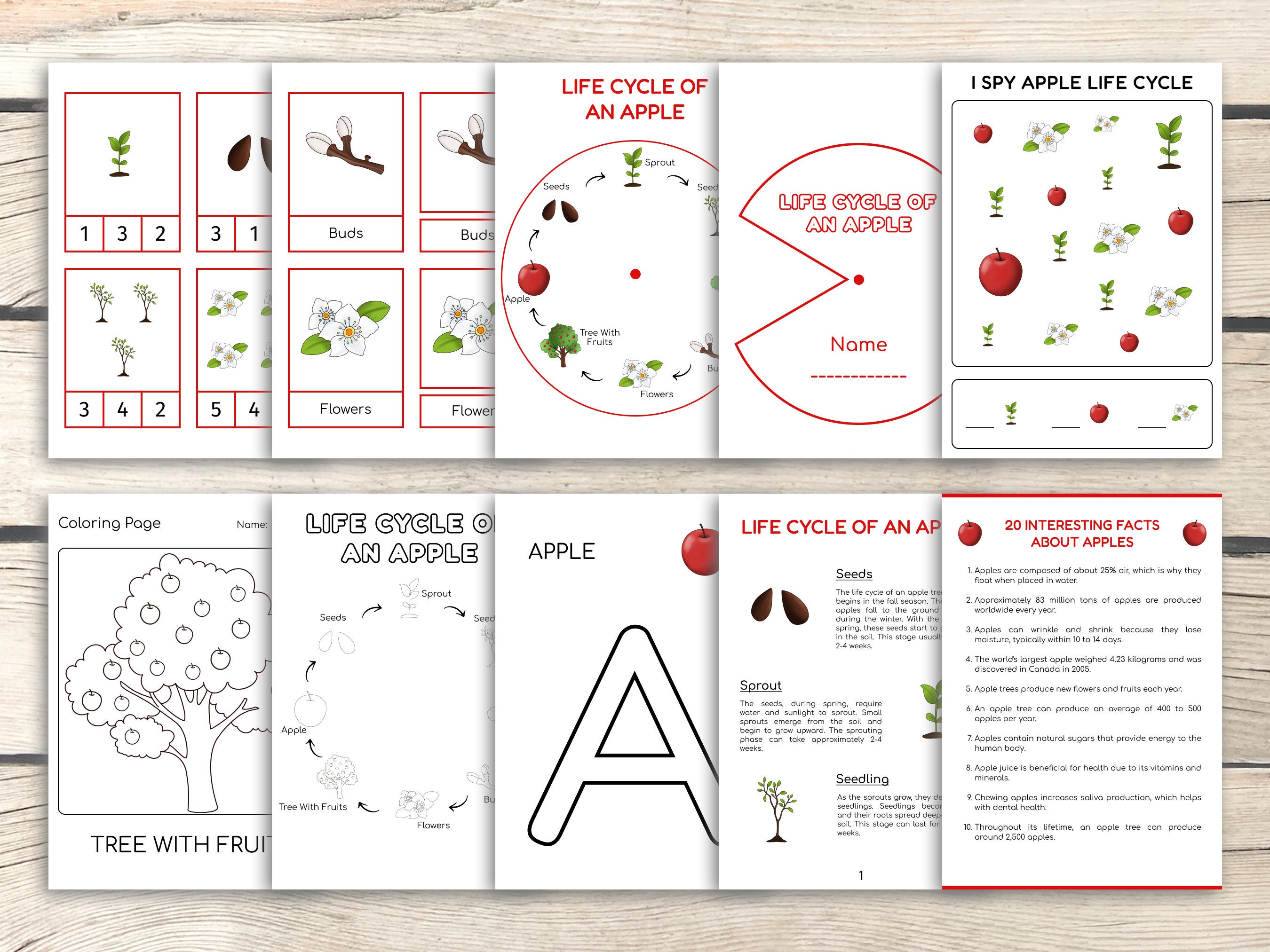 Apple Life Cycle Activity Bundle, Apple Activities, Parts of an Apple ...