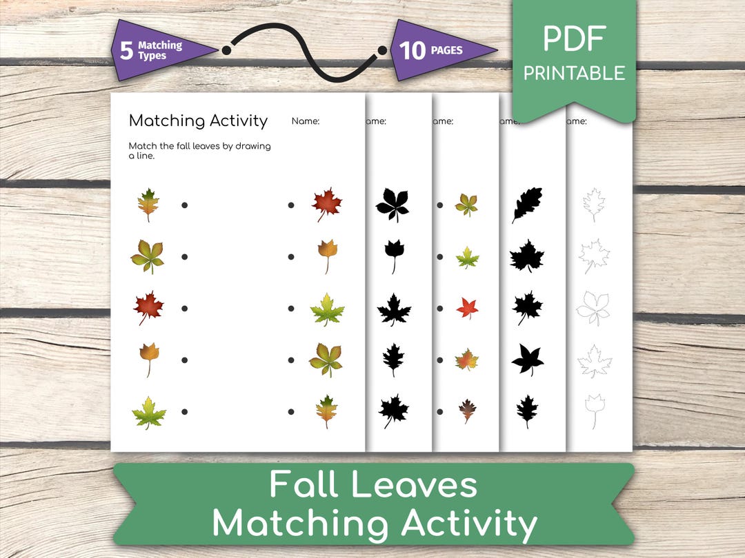 Fall Leaves Activity 5 Different Types Worksheet • 10 Pages, Preschool ...