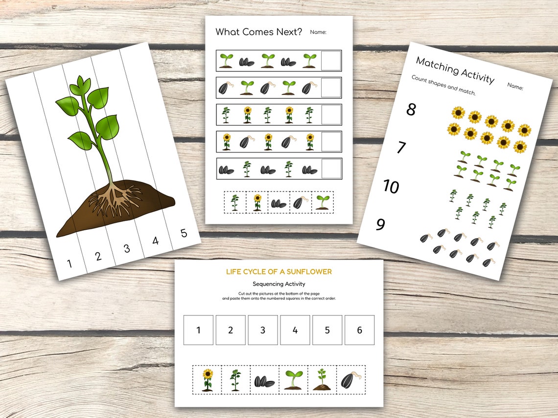 Sunflower Life Cycle Activity Bundle: Educational Printable Set (PDF ...