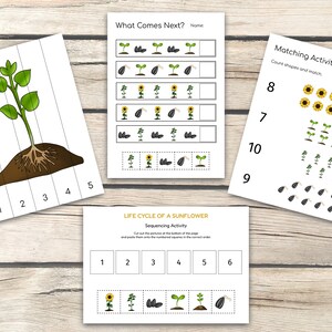 Sunflower Life Cycle Activity Bundle: Educational Printable Set (PDF ...