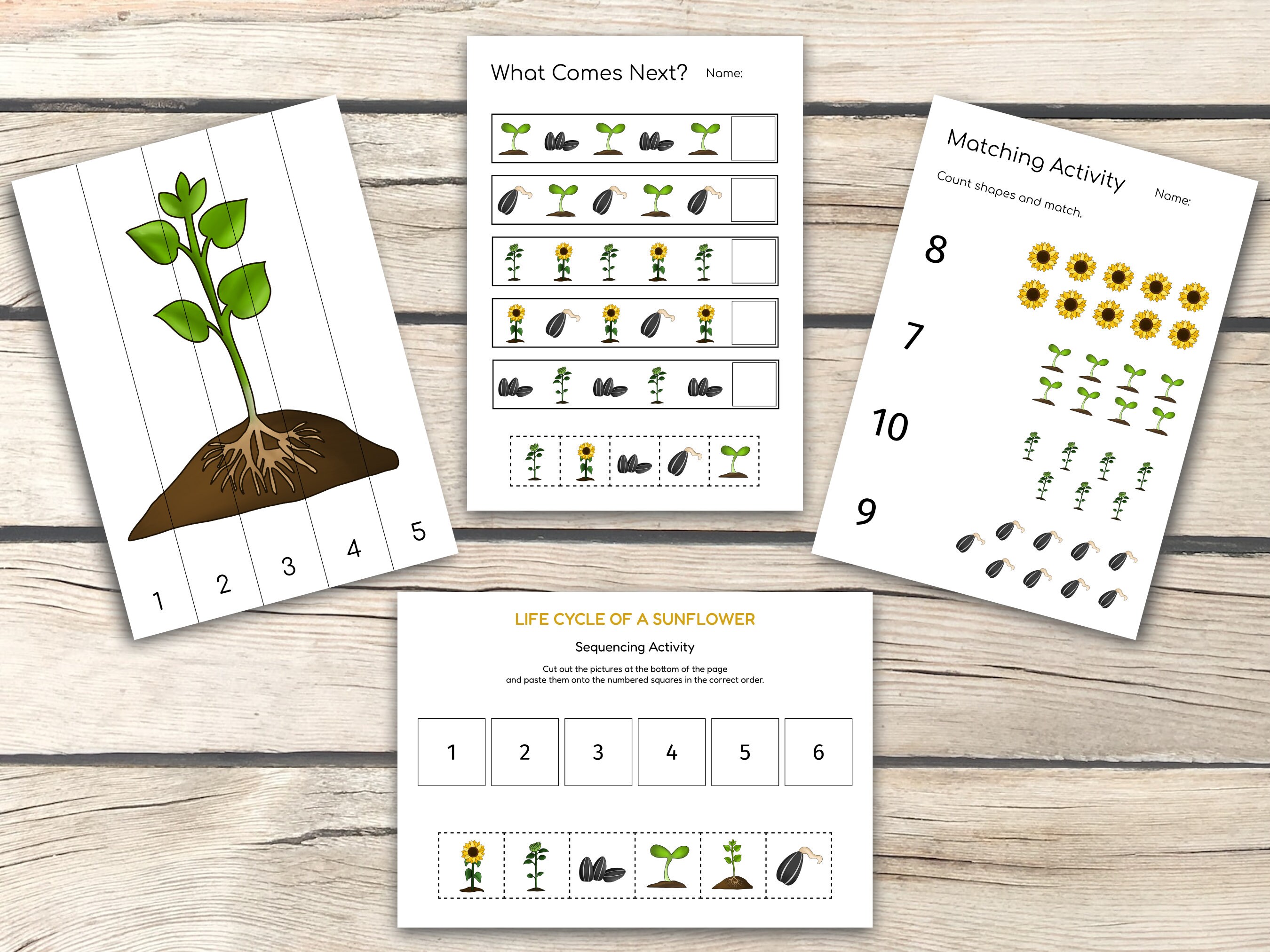 Sunflower Life Cycle Activity Bundle, Sunflower Activities, Learn ...