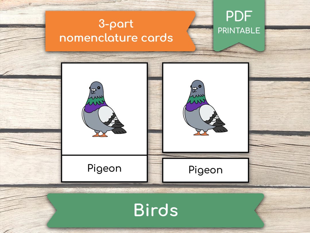 Birds Activity, Birds 3 Part Cards, 3-part Card, Nomenclature ...