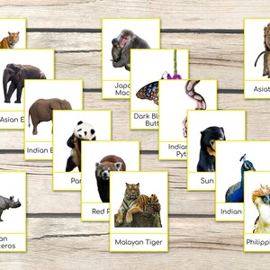 Asian Animals Montessori Cards, 3-part Cards, Nomenclature Flashcards ...
