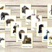 Asian Animals Montessori Cards, 3-part Cards, Nomenclature Flashcards ...