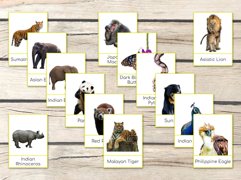 Asian Animals Montessori Cards, 3-part Cards, Nomenclature Flashcards ...