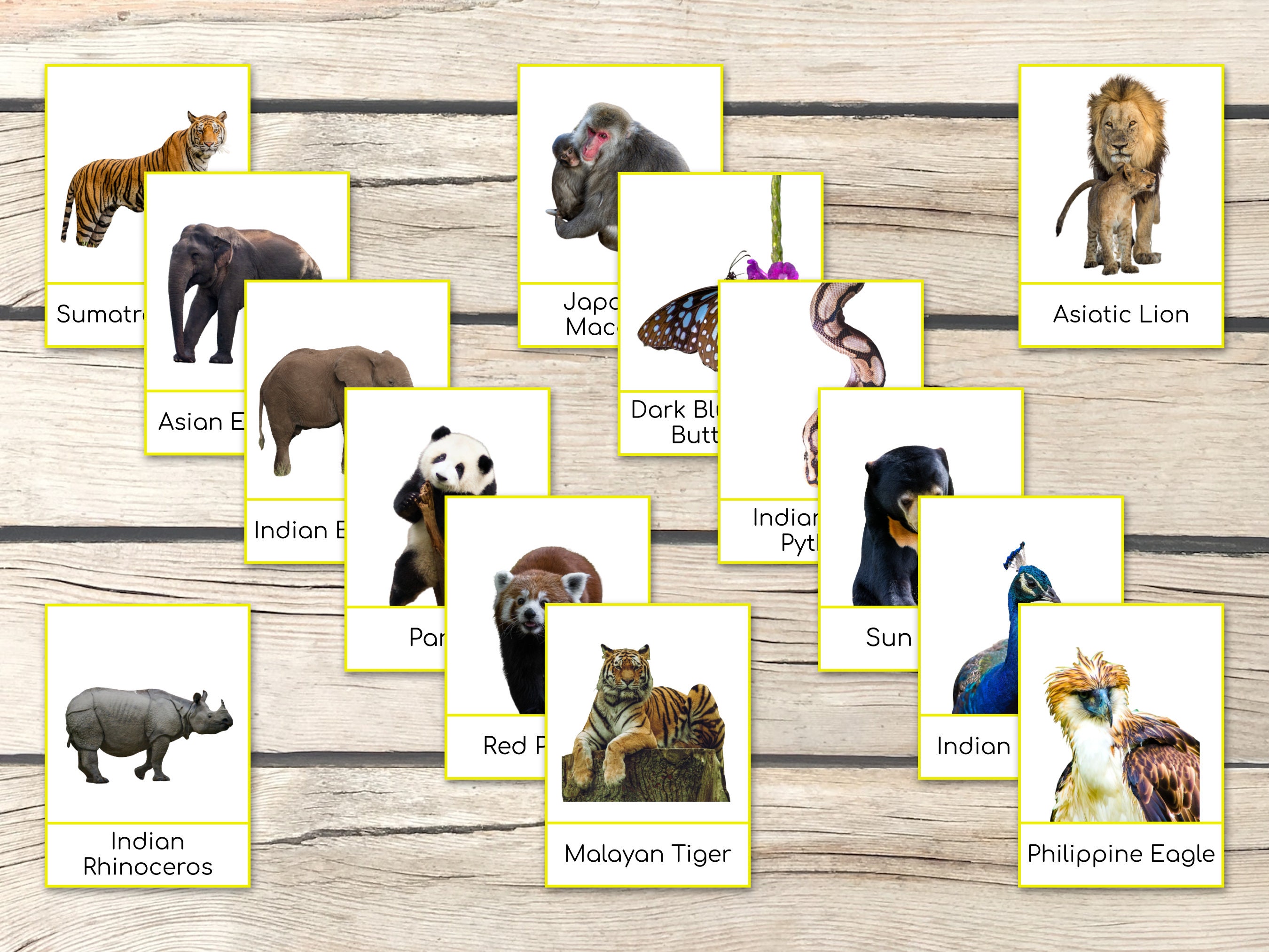 Asian Animals Montessori Cards, 3-part Cards, Nomenclature Flashcards ...