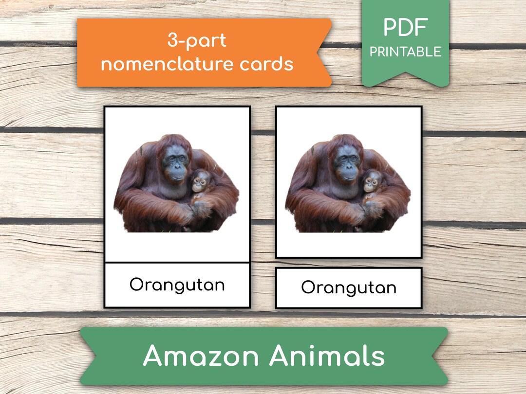 Amazon Animals Montessori Cards, 3-part Cards, Nomenclature Flashcards ...
