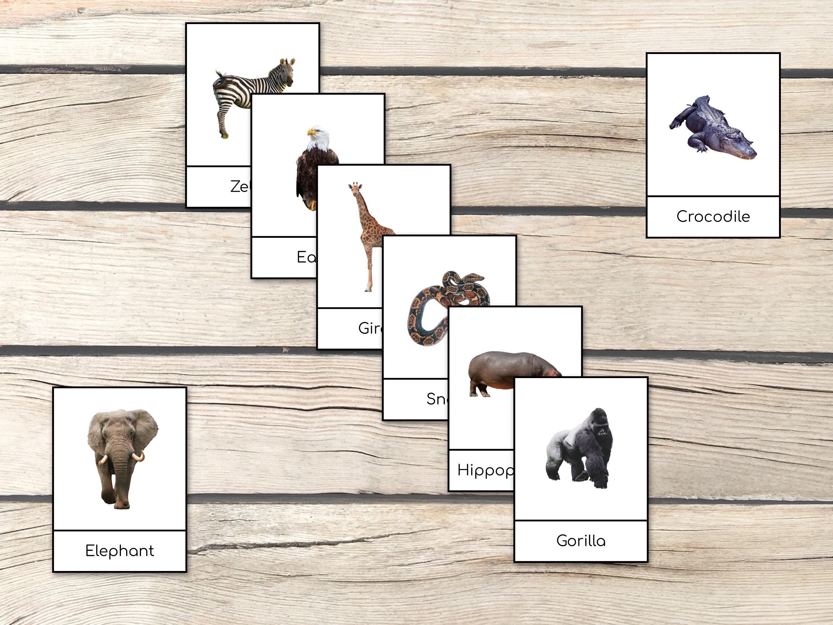 Safari Animals Montessori 3-part Cards (real Pictures): 3-part ...
