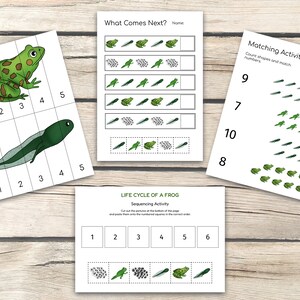 Frog Life Cycle Activity Bundle, Frog Activities, Learn Frogs, Frog ...