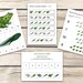 Frog Life Cycle Activity Bundle, Frog Activities, Learn Frogs, Frog ...