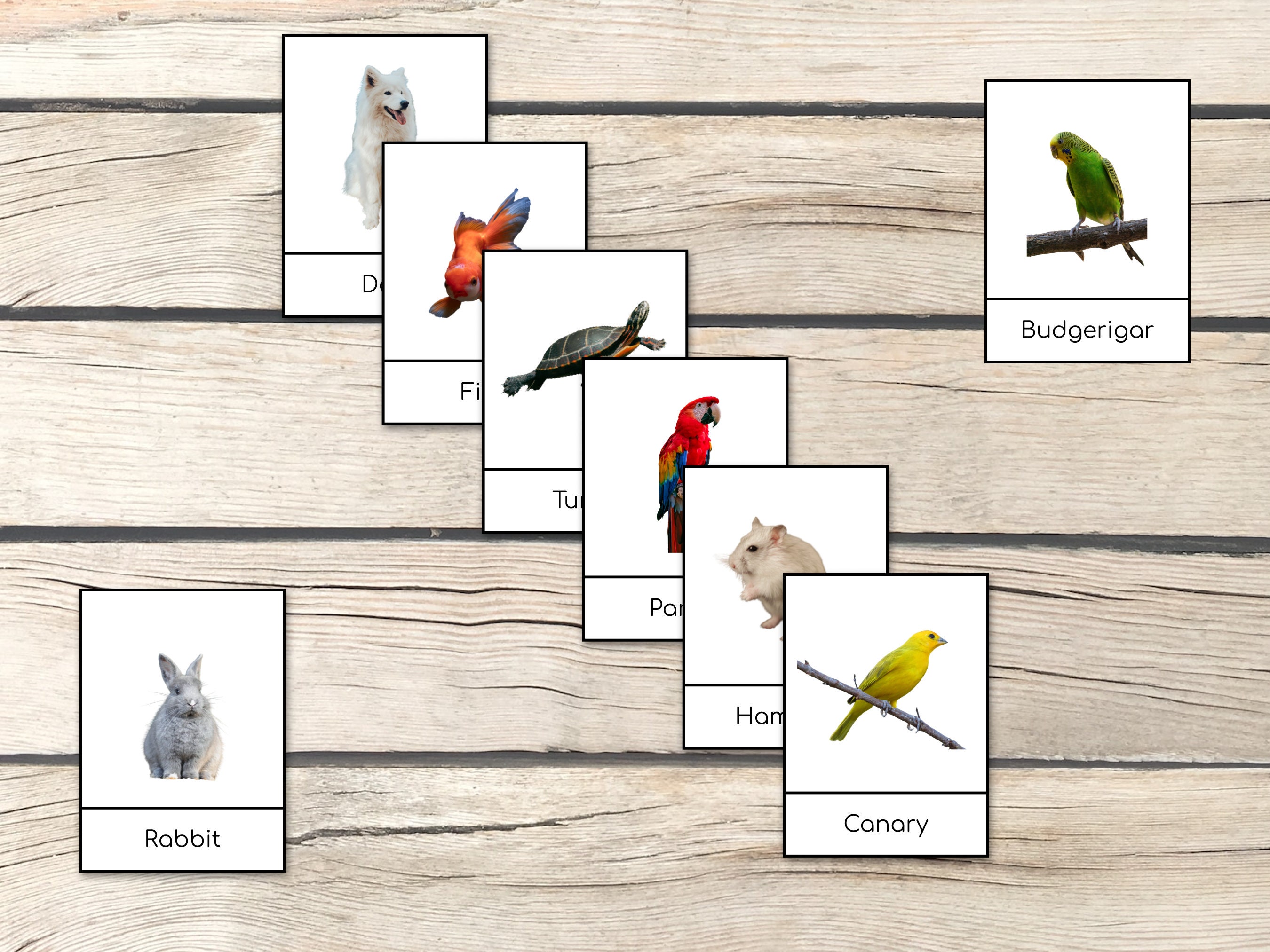 10 Pet Animals (real Pictures) Montessori Cards, Pet Animals Cards ...