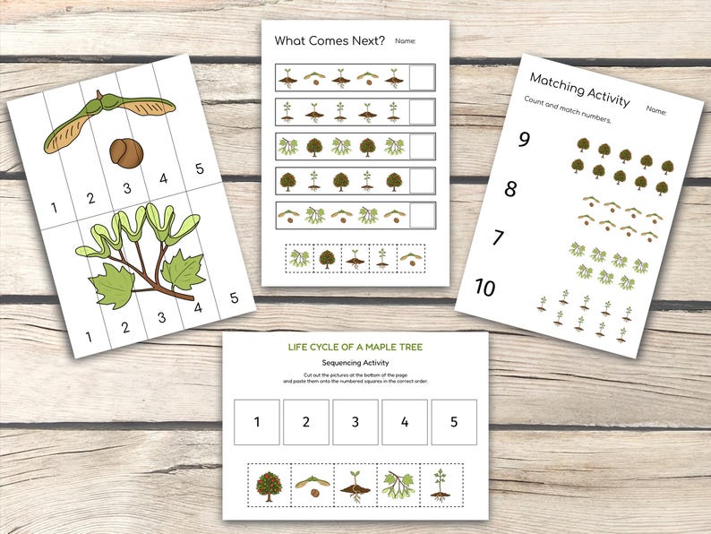 Maple Tree Life Cycle Activity Bundle: Educational Printable Set (PDF ...