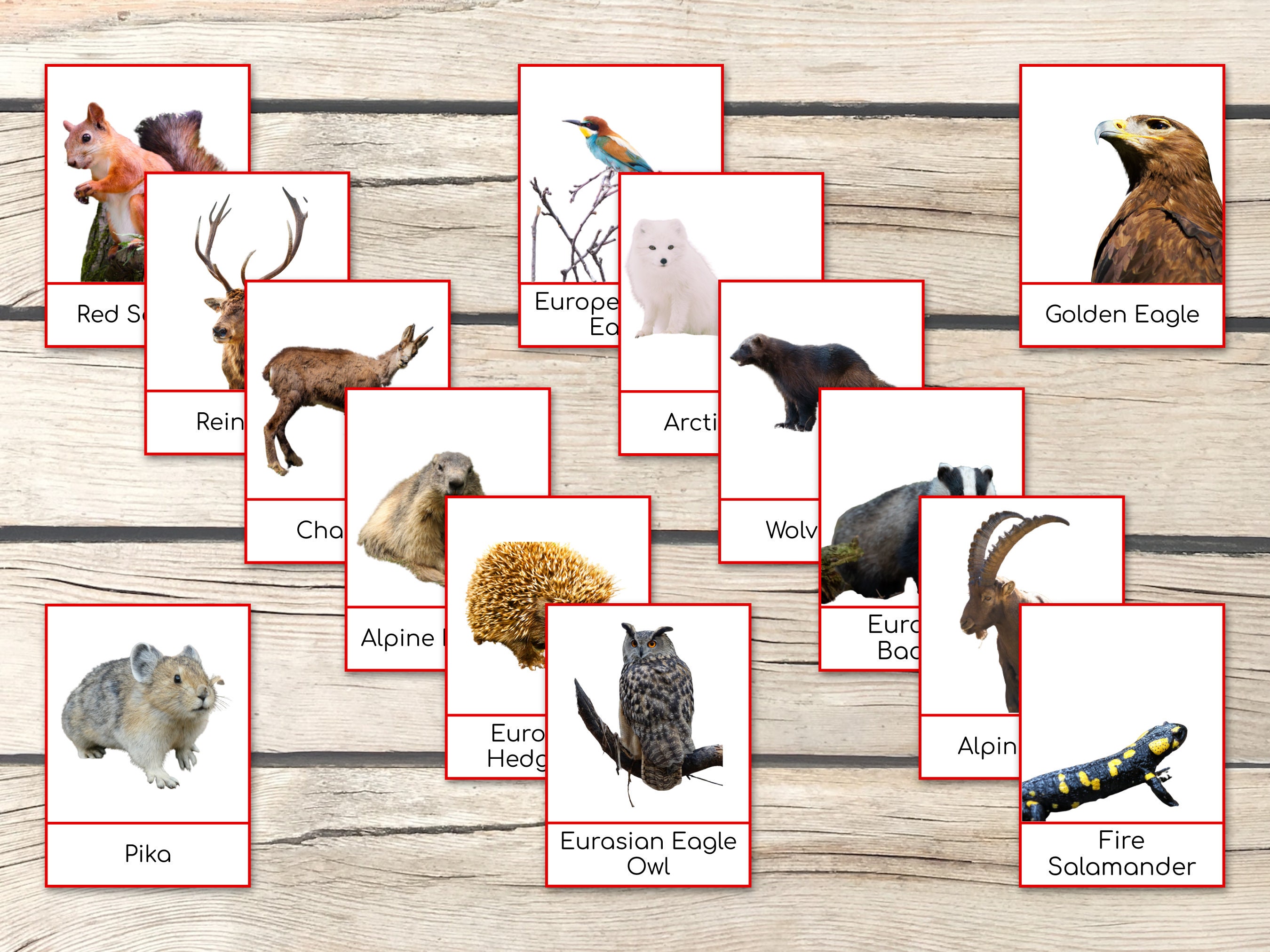 EUROPE ANIMALS • 14 Animals Montessori Cards, 3-part Cards ...
