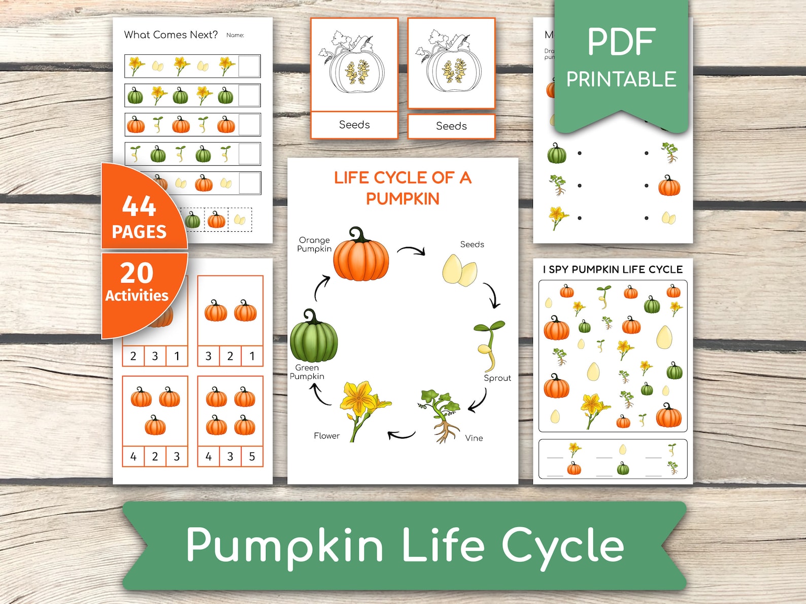 Pumpkin Life Cycle Activity Bundle: Educational Printable Set (PDF ...
