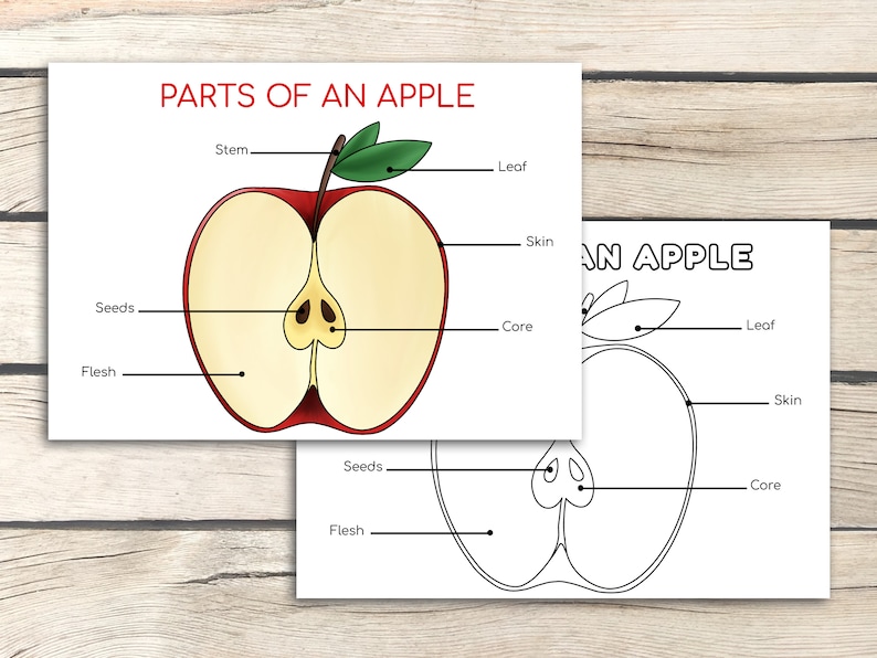Apple Life Cycle Activity Bundle, Apple Activities, Parts of an Apple ...