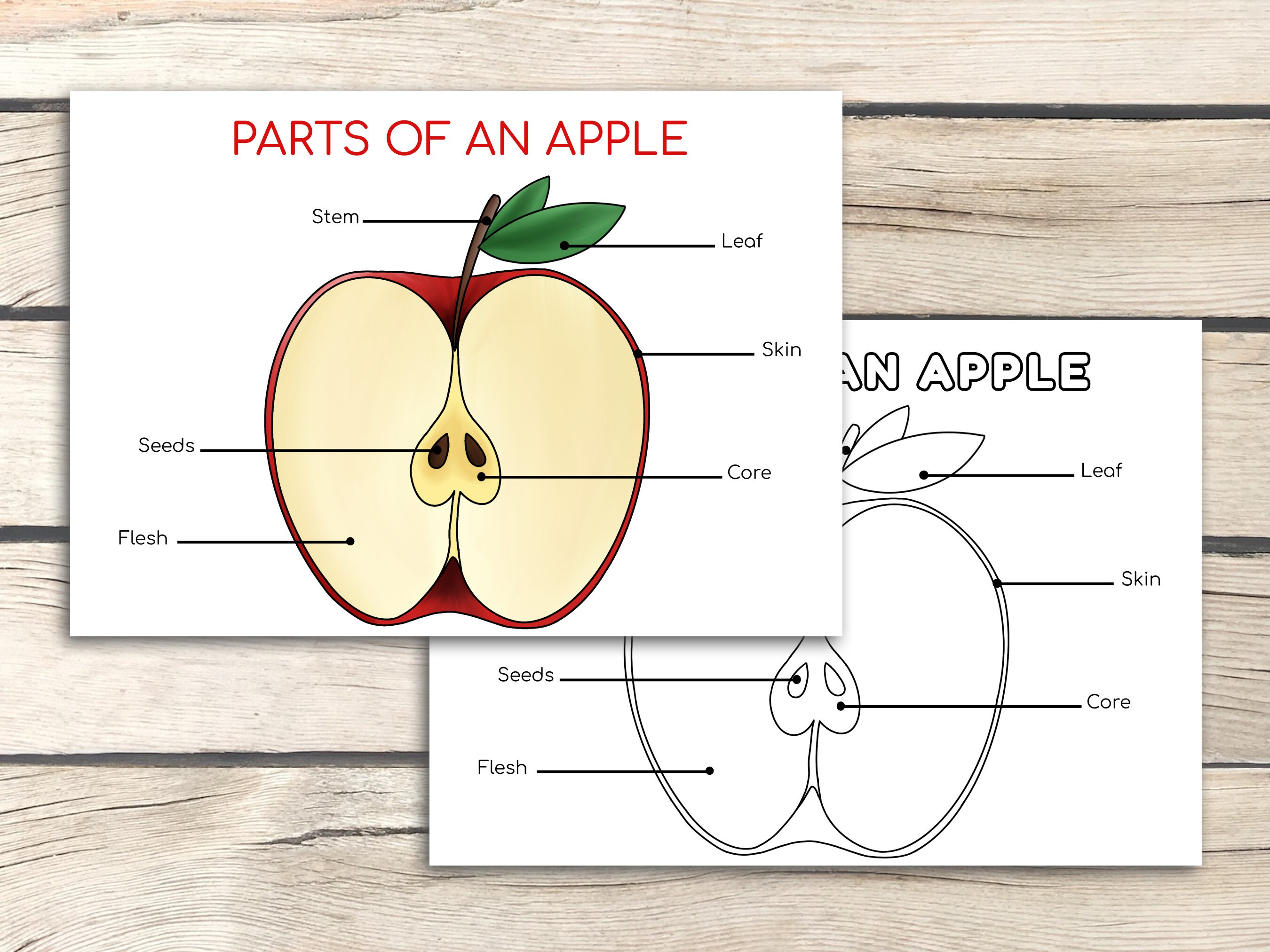 Apple Life Cycle Activity Bundle, Apple Activities, Parts of an Apple ...