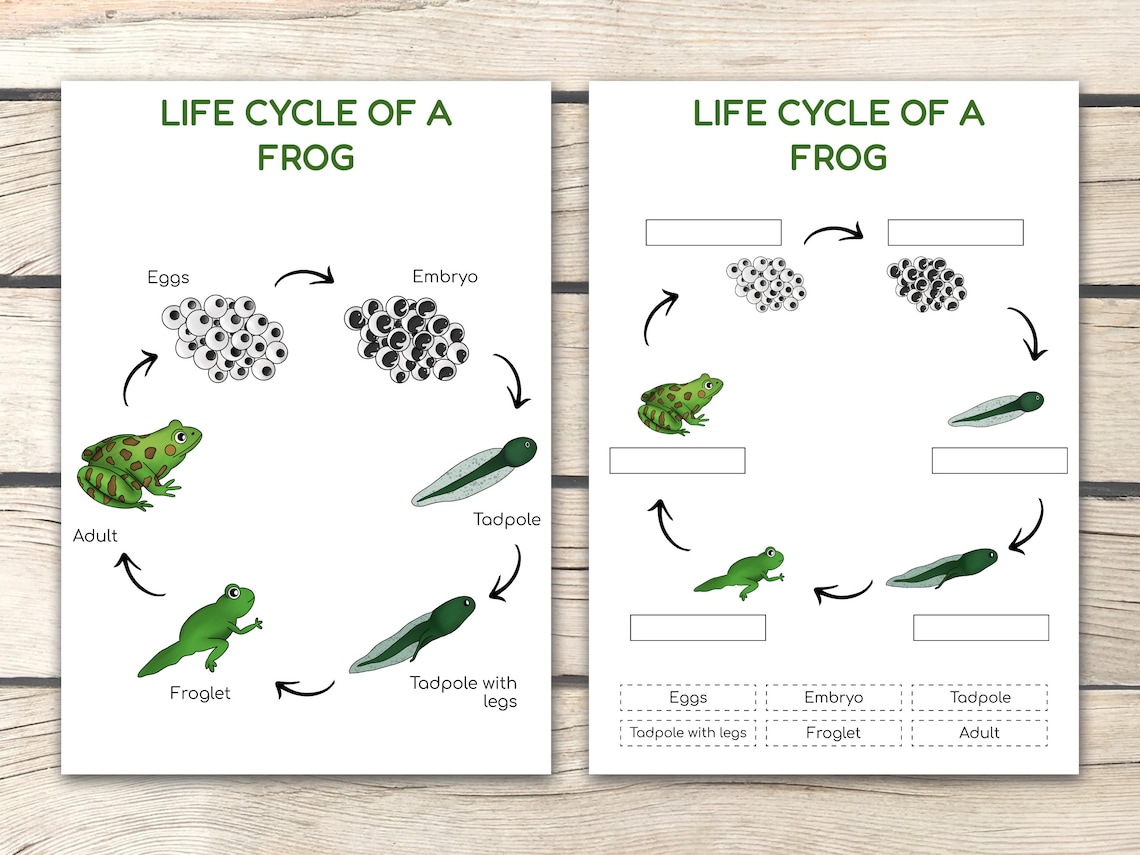 Frog Life Cycle Activity Bundle, Frog Activities, Learn Frogs, Frog ...