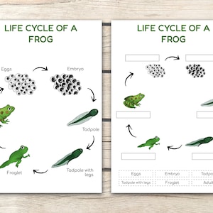 Frog Life Cycle Activity Bundle, Frog Activities, Learn Frogs, Frog ...