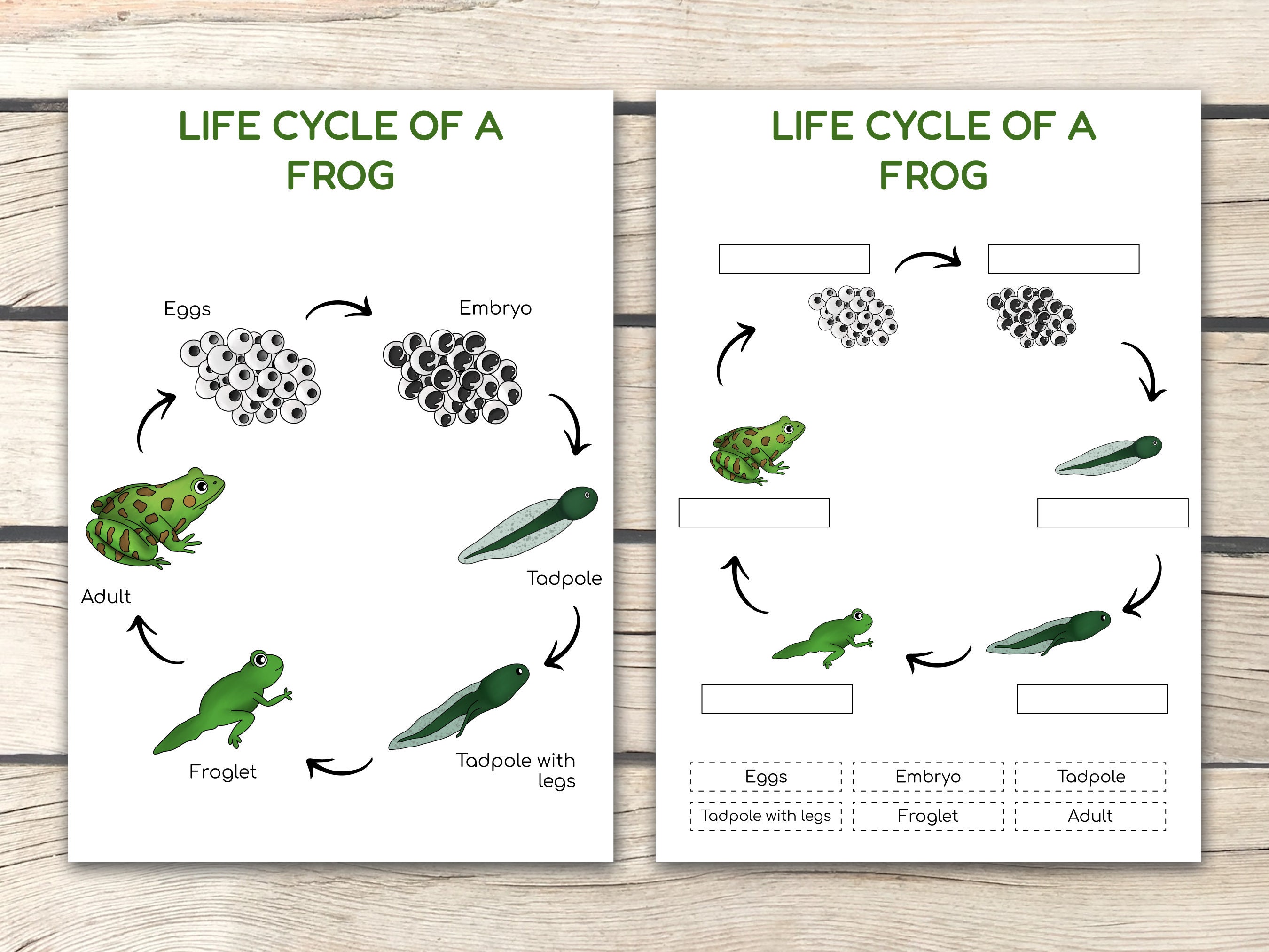 Frog Life Cycle Activity Bundle, Frog Activities, Learn Frogs, Frog ...
