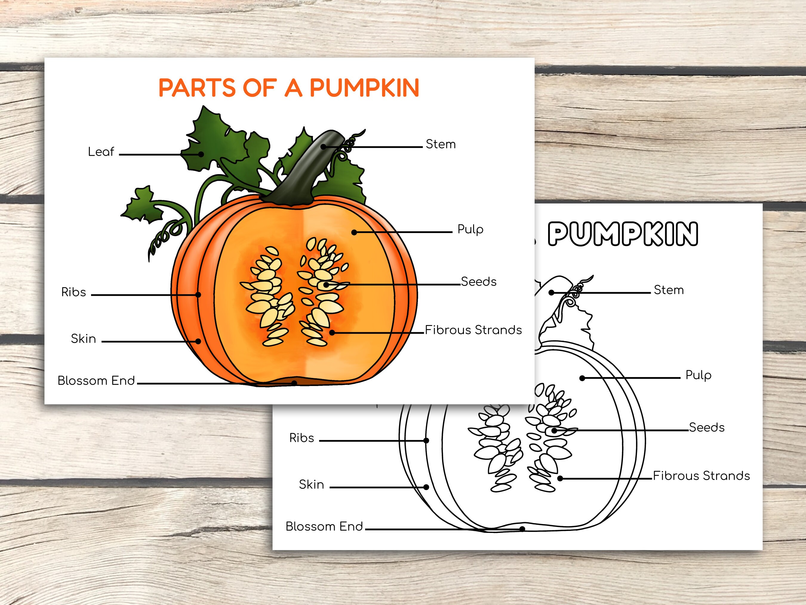 Pumpkin Life Cycle Activity Bundle: Educational Printable Set (PDF ...