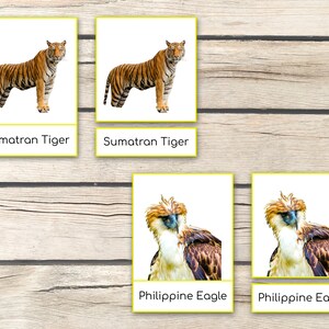 Asian Animals Montessori Cards, 3-part Cards, Nomenclature Flashcards ...