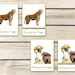 Asian Animals Montessori Cards, 3-part Cards, Nomenclature Flashcards ...