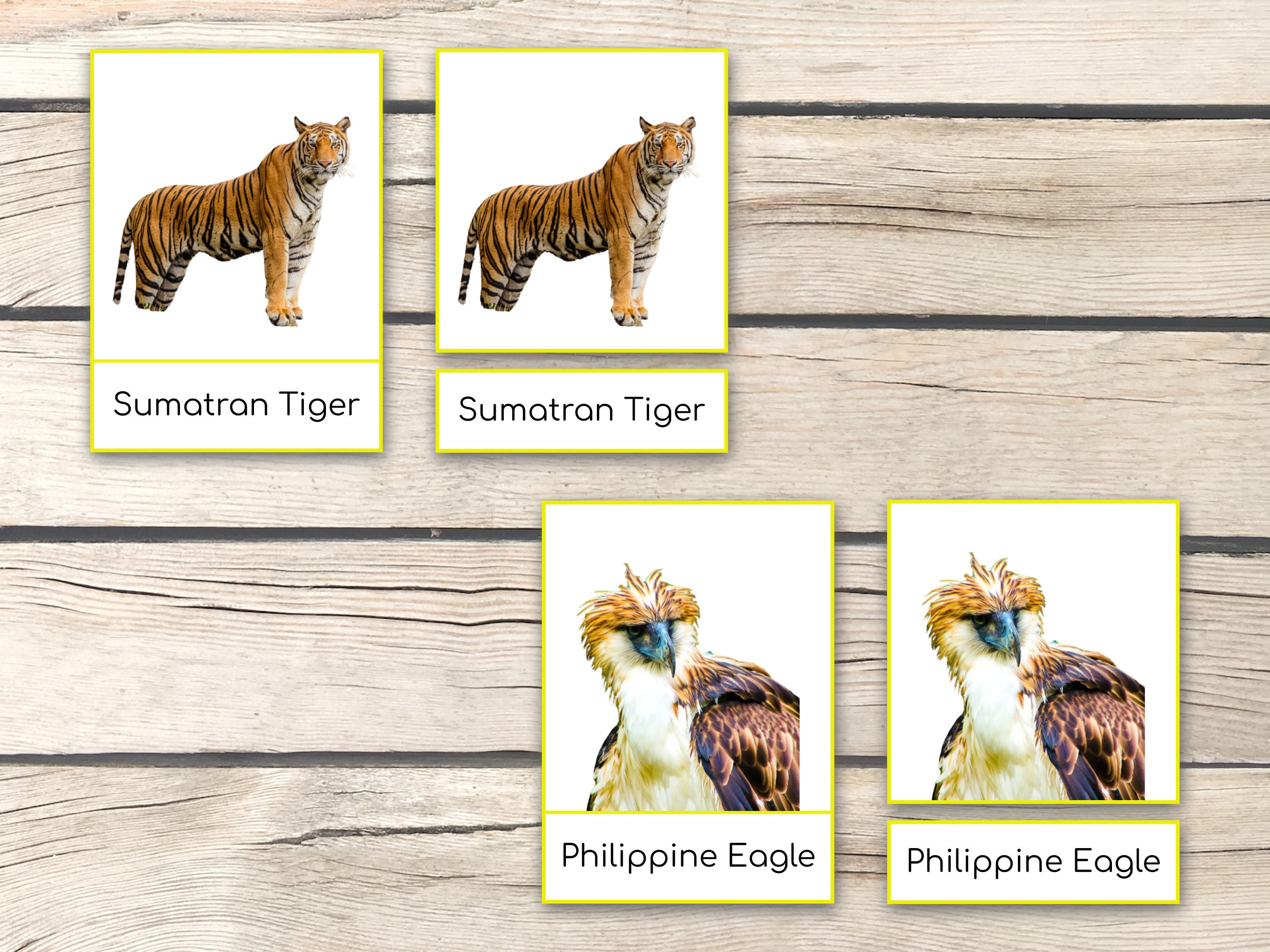 Asian Animals Montessori Cards, 3-part Cards, Nomenclature Flashcards ...