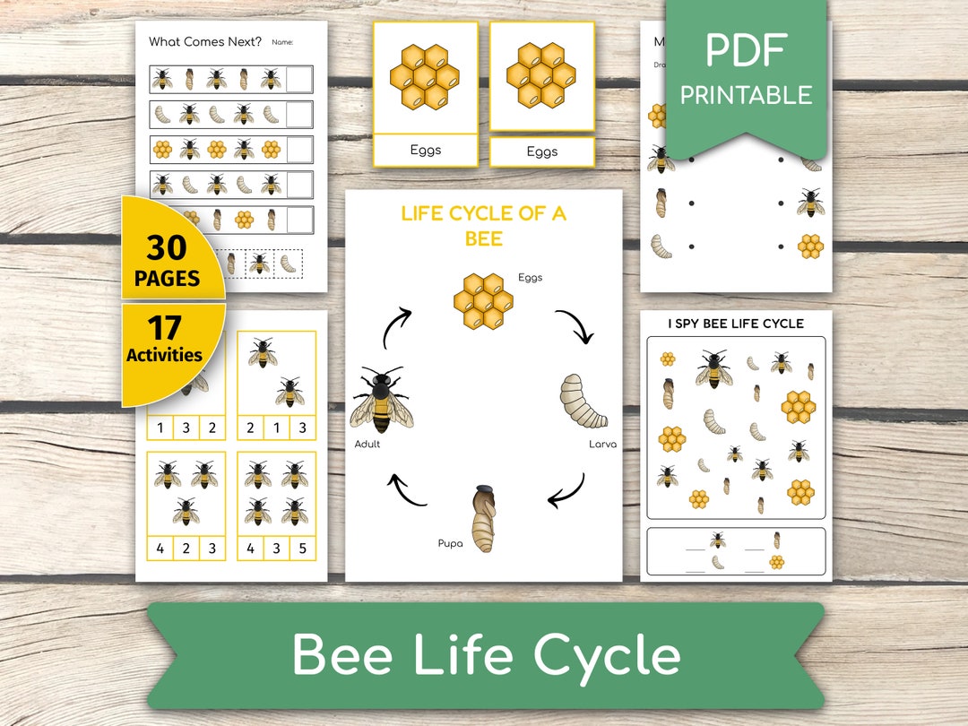 Bee Life Cycle Activity Bundle, Bee Activities, Learn Bee, Bee Unit ...