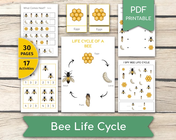 Life Cycle of a Honey Bee Printable, Bee Science Unit Study, Honey Bee ...